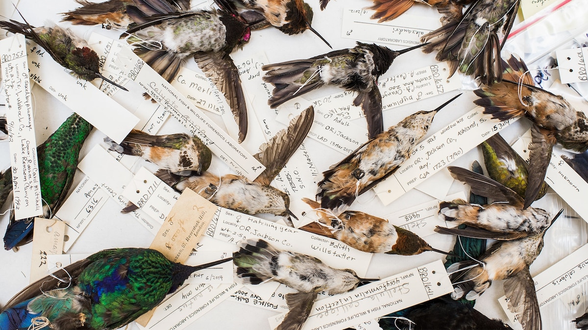 Inside the Strange World of Dried Hummingbird Love Charm Trafficking ...