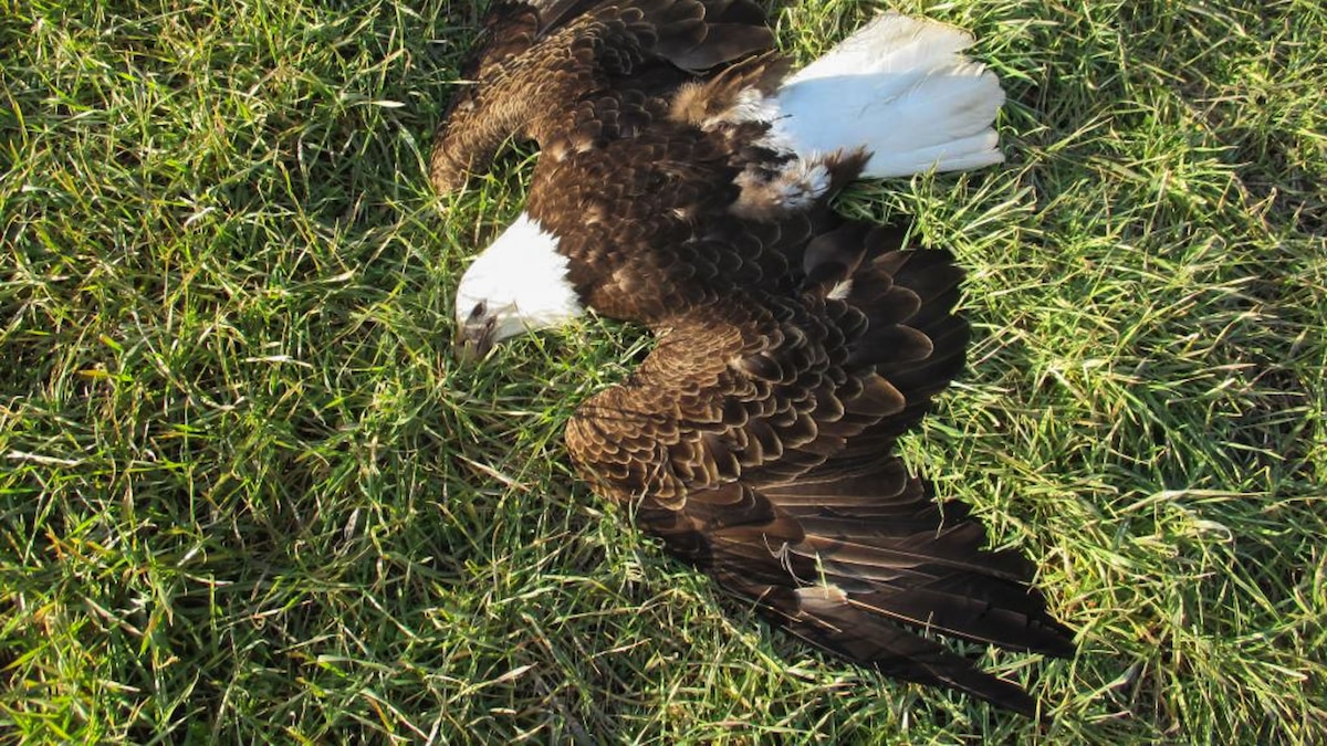 The Deaths of 13 Bald Eagles May Have Been a Criminal Act | National ...