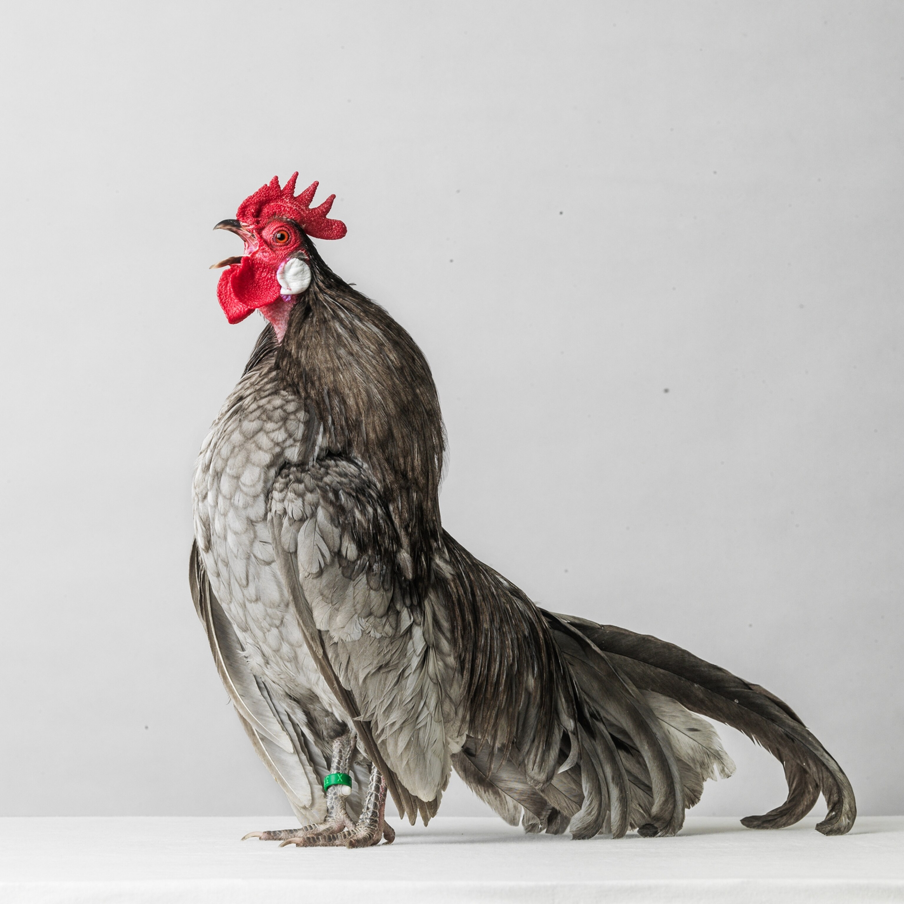 See these chickens go from coop to catwalk