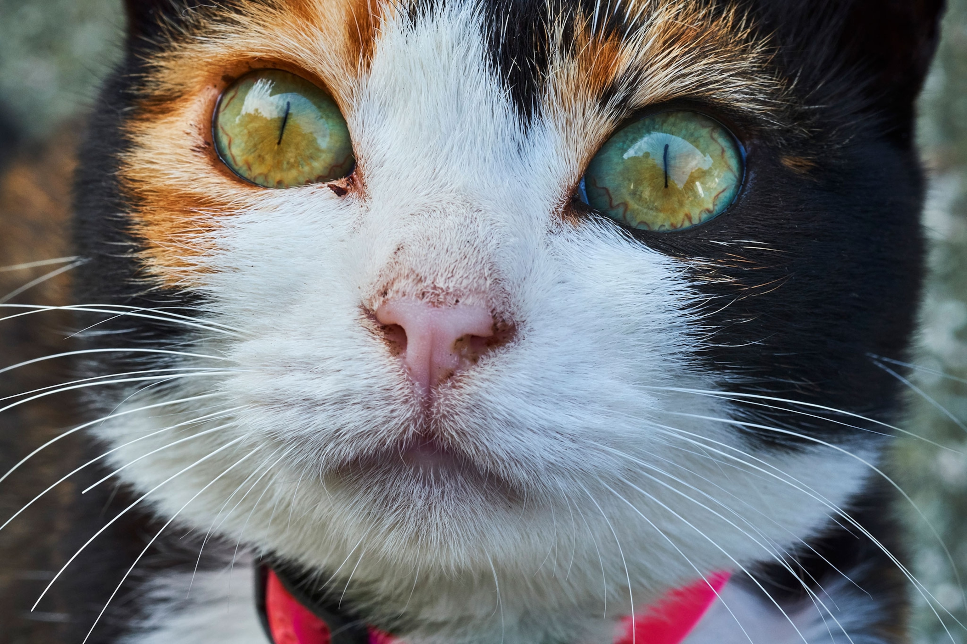 Photos of street cats around the world