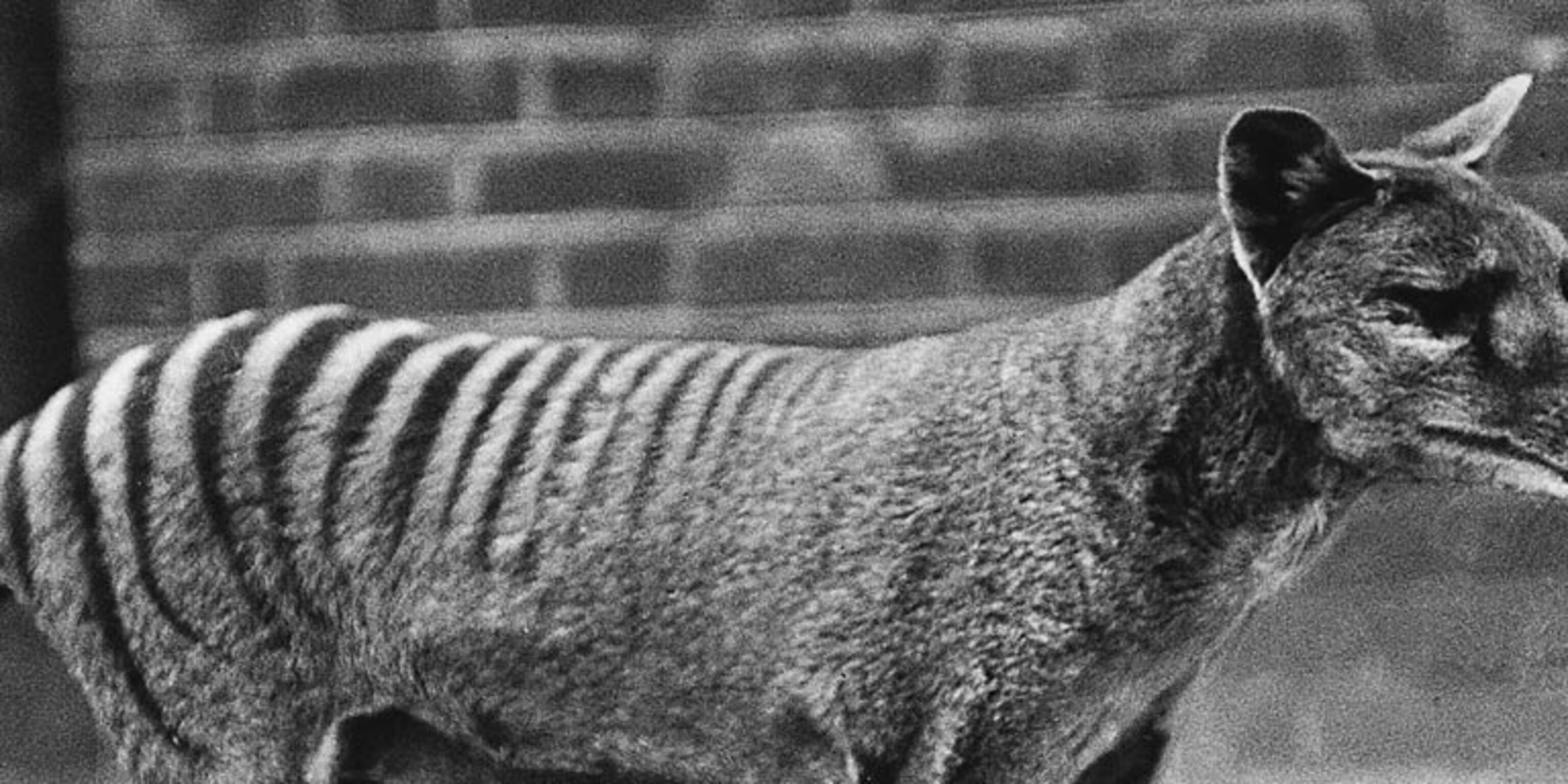 De-Extinction: My story for National Geographic, an all-day exploration ...