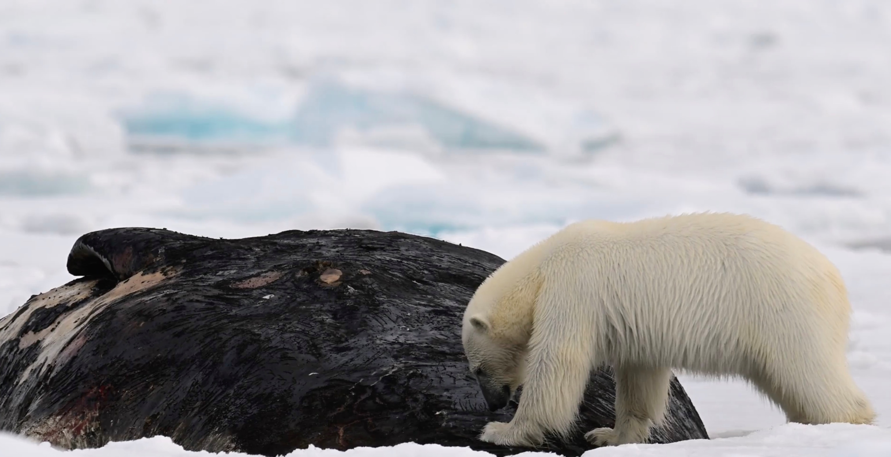 Polar Bear Catching Beluga Whale