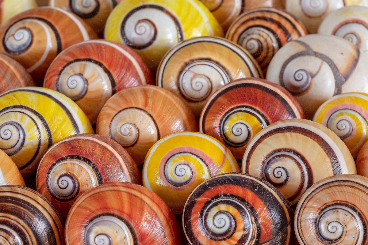 ‘World’s most beautiful snails’ threatened by illegal trade