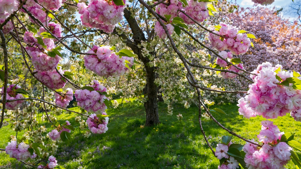 Did you know cherry trees can ‘breathe’? Here's how. | National Geographic
