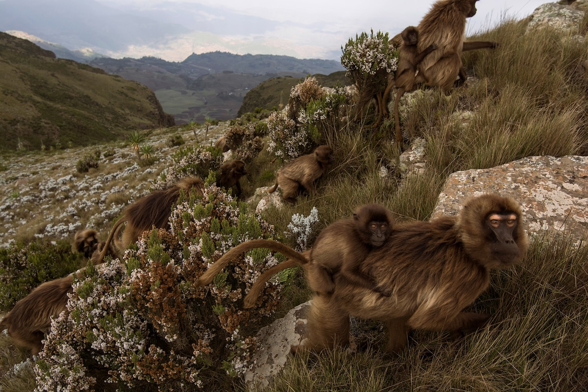 Tough-looking gelada monkeys eke out a living at 11,000 feet in Ethiopia