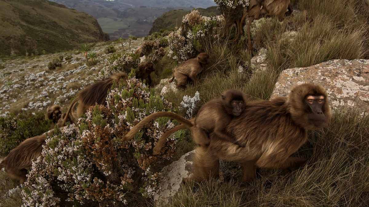 Tough-looking gelada monkeys eke out a living at 11,000 feet in ...