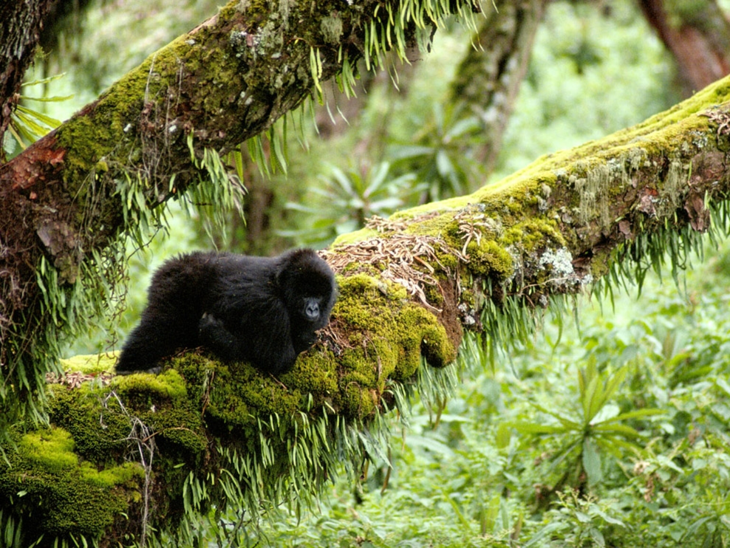 Virunga Gorilla Pictures - Ape Wallpapers - National Geographic