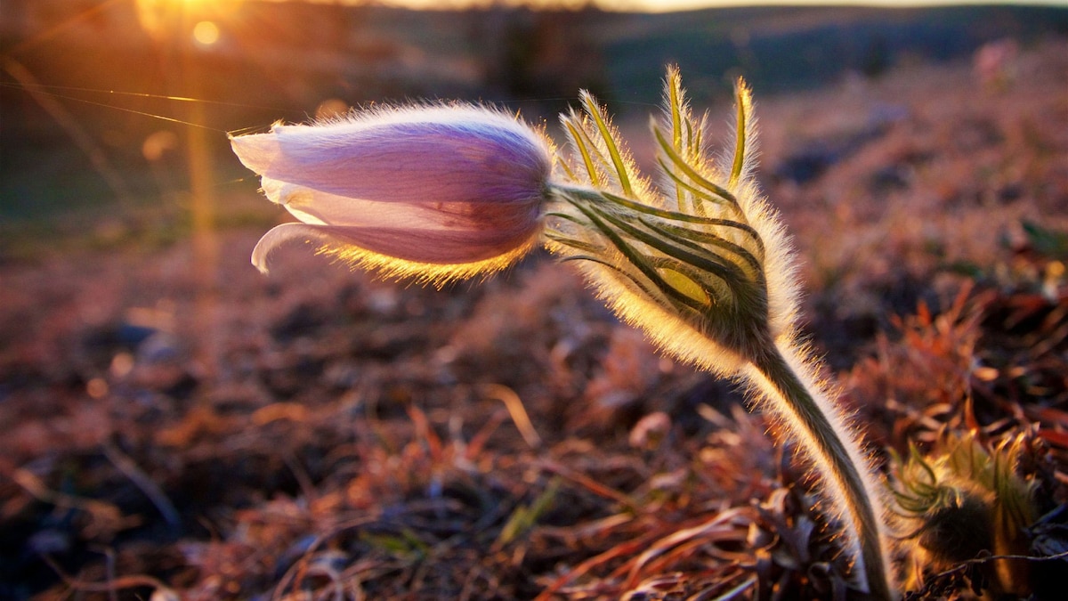 Vernal Equinox 2018: Facts About the First Day of Spring | National ...