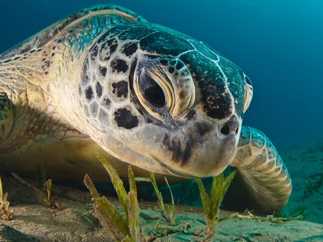 Sea Turtle Wallpaper National Geographic