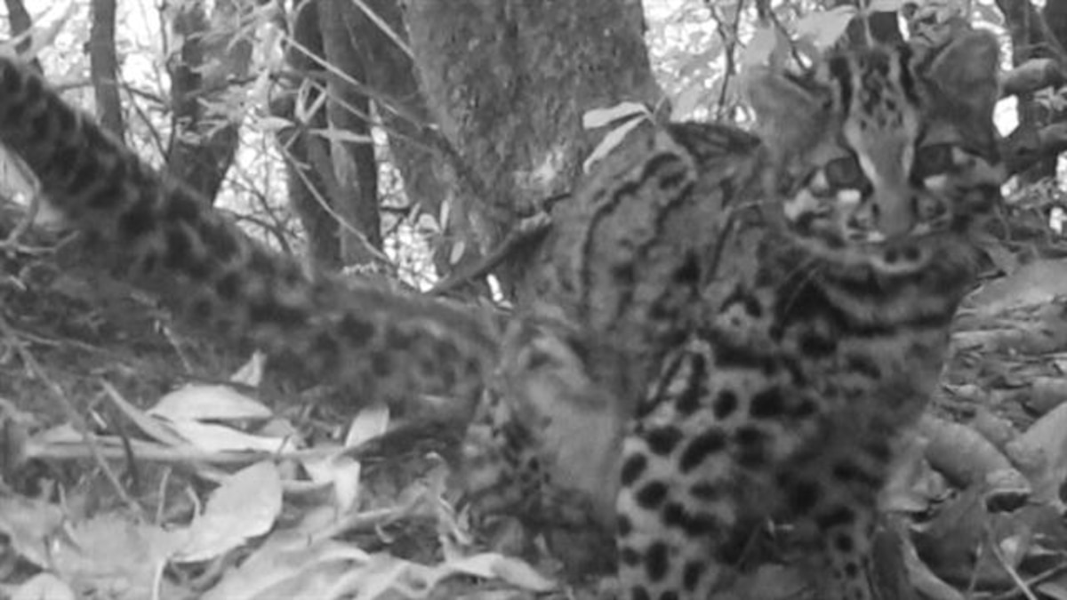 One of World's Most Mysterious Cats Caught on Camera | National Geographic