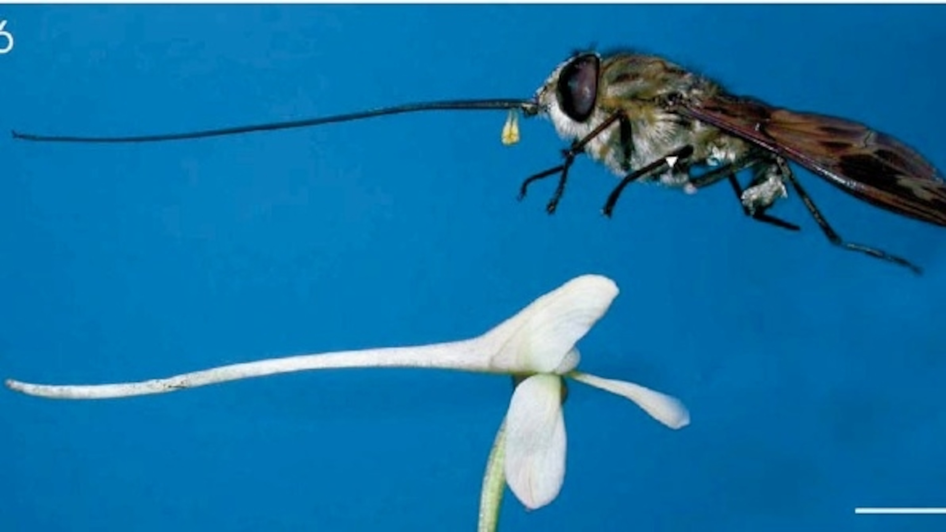 The Beauty of Deceit