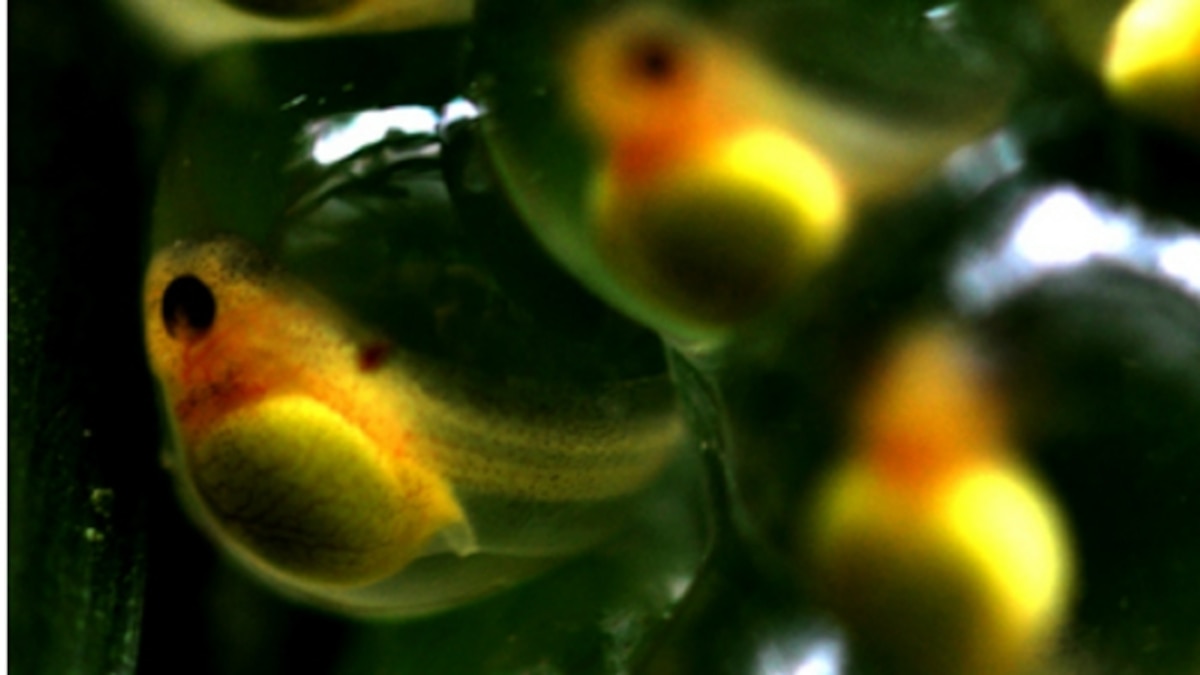 Tadpole, heal thyself—vilified chemicals spur regeneration | National ...