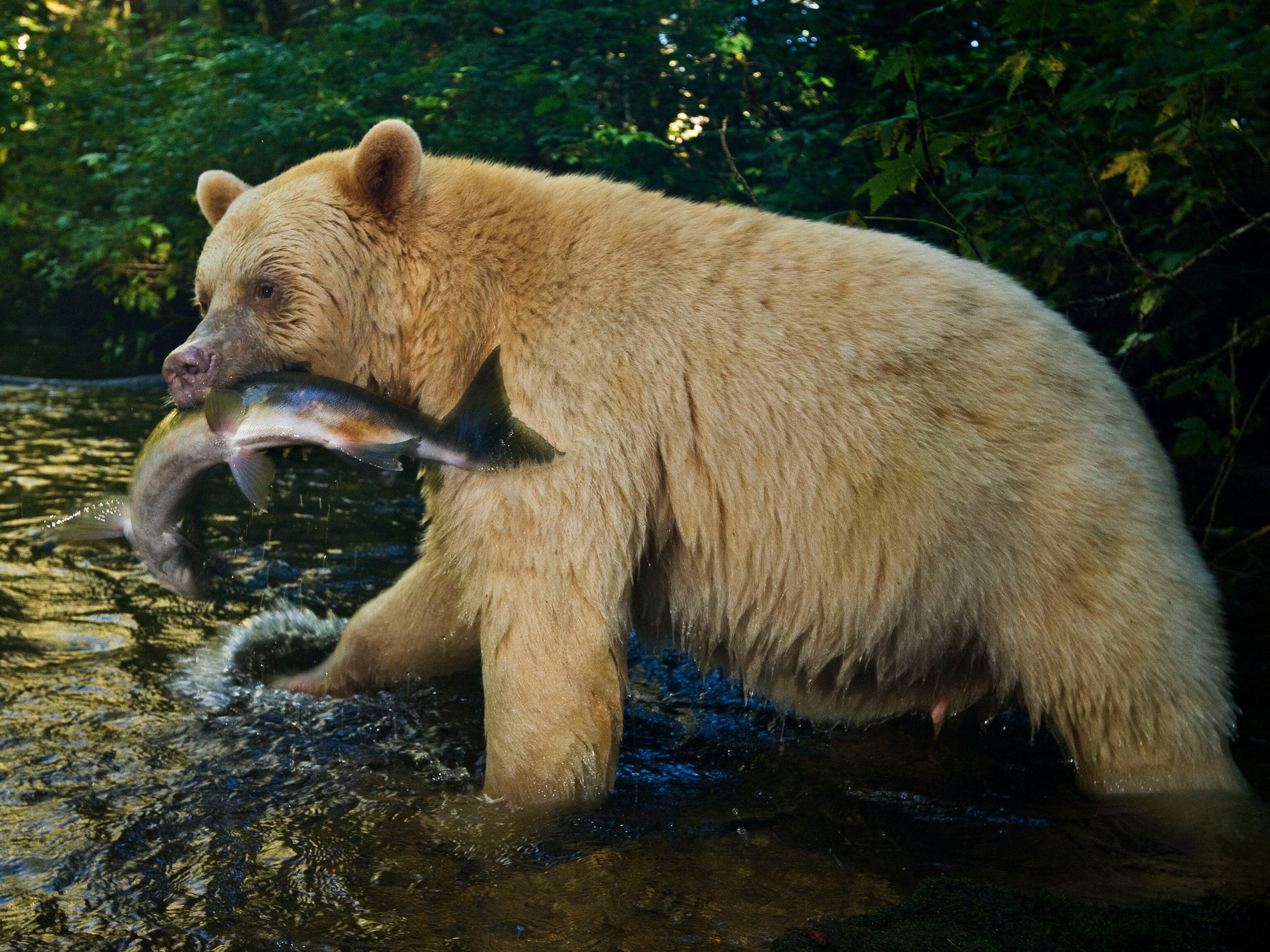 Spirit Bear