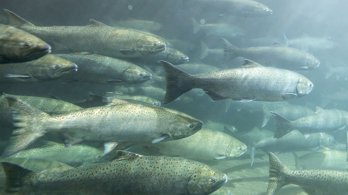 Dam removal project, genetic discovery could be good news for key ...