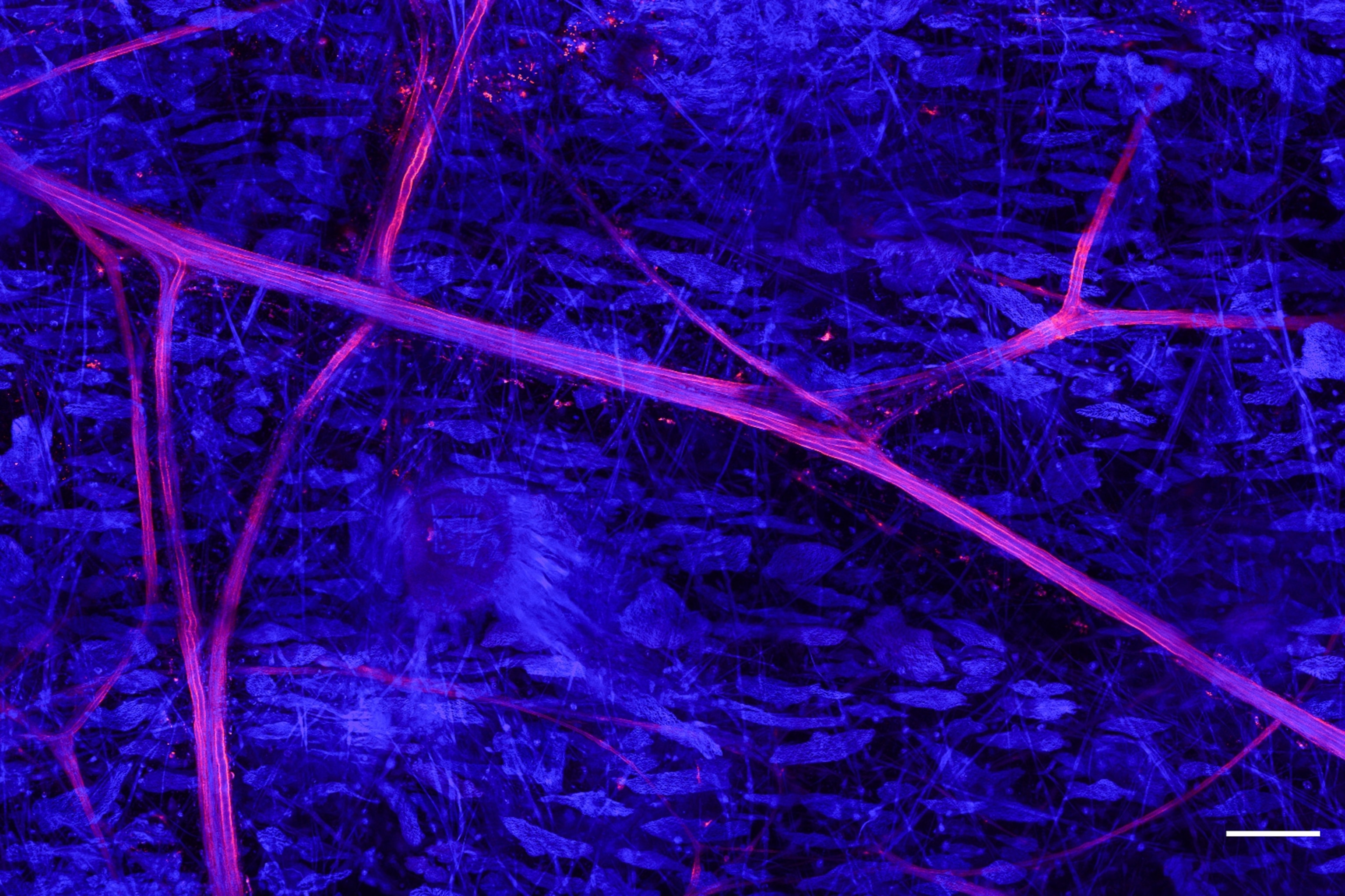 Pictures: Squid Iridescence Explained