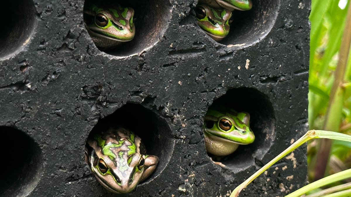 Amid amphibian apocalypse, ‘frog saunas’ offer promising solution ...