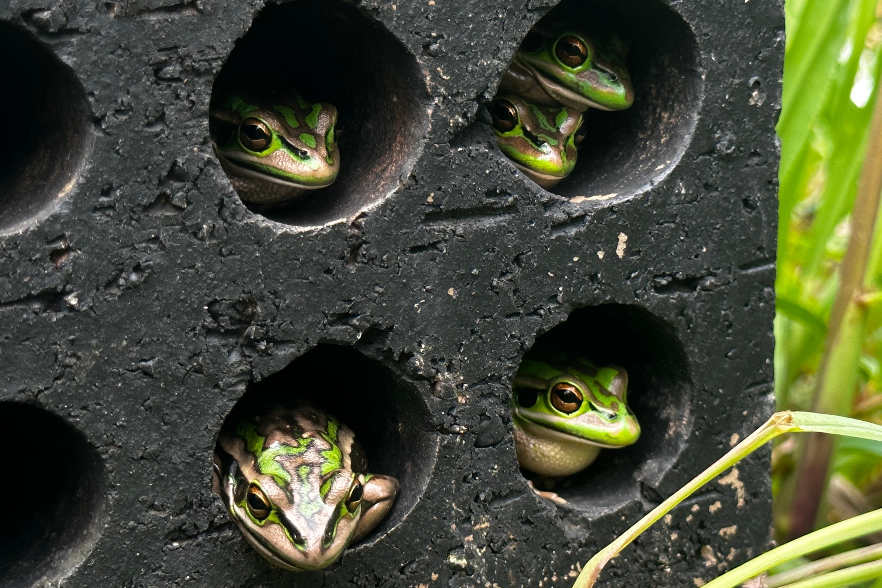 Get Out Frog Something Awful Gif Frog Get Out Meme GIF Find On GIFER