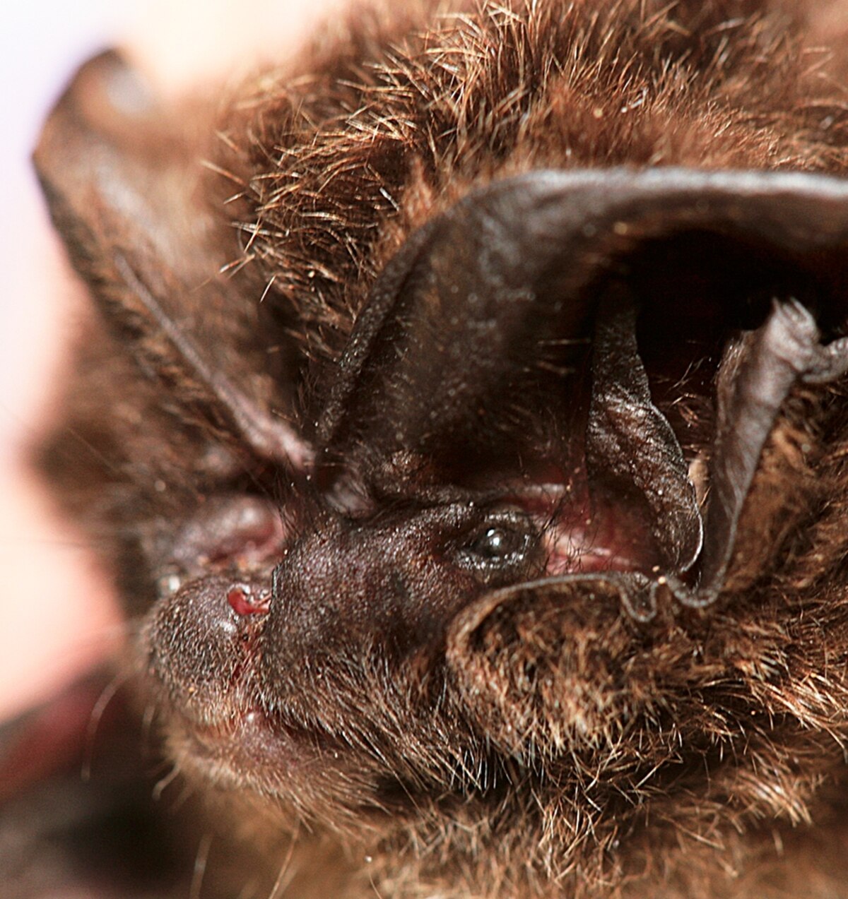 "Whispering" Bat Evolved to Trick Prey