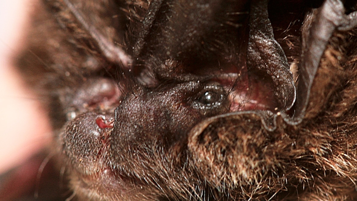 "Whispering" Bat Evolved to Trick Prey | National Geographic