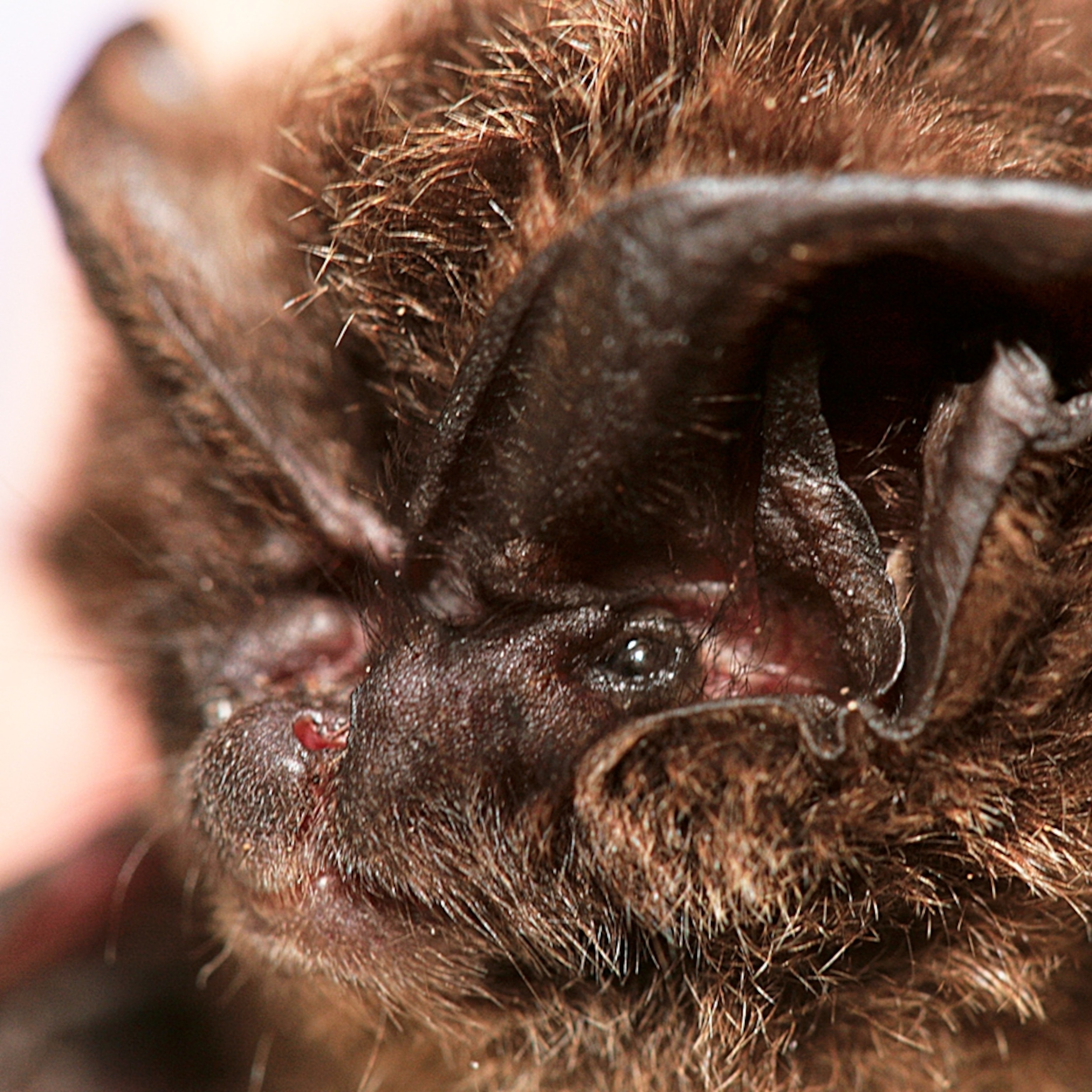 "Whispering" Bat Evolved to Trick Prey