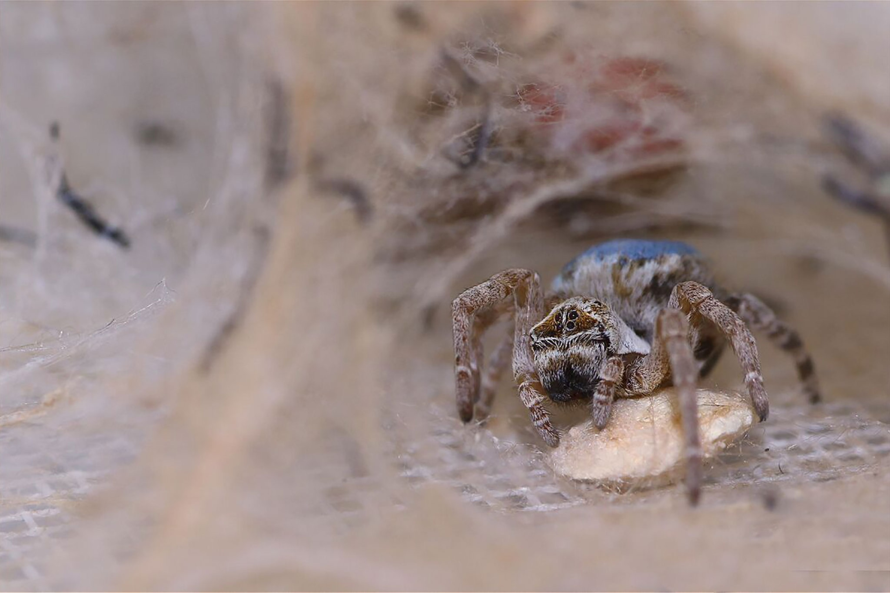Watch Baby Spiders Eat Their Mothers Alive