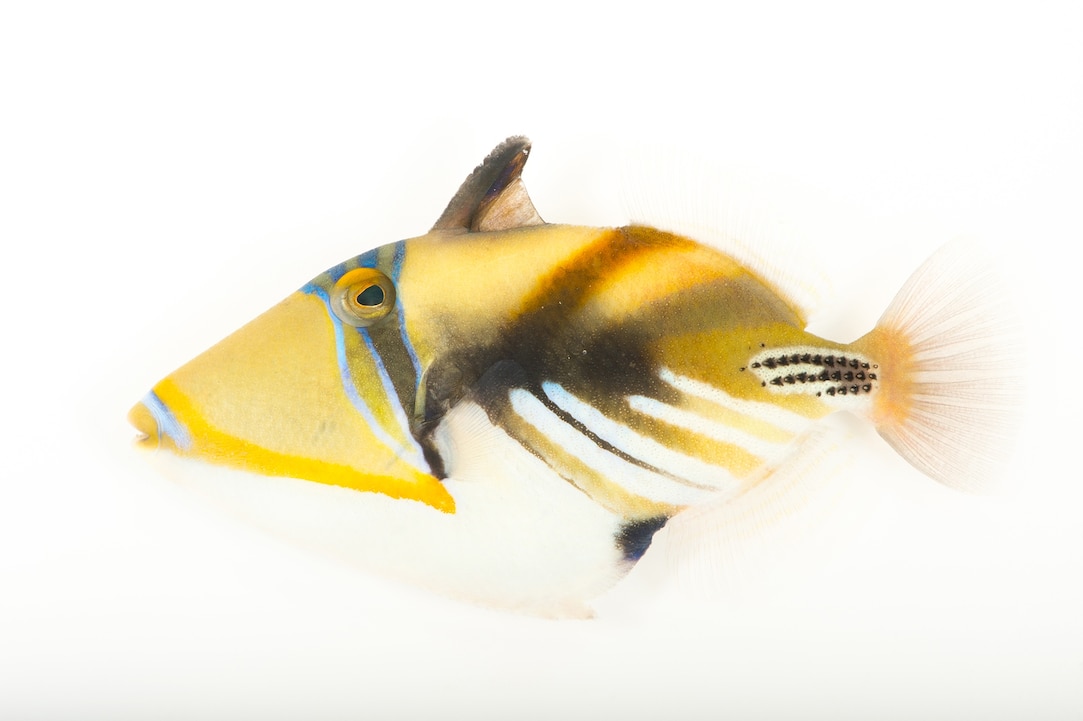 Reef Triggerfish