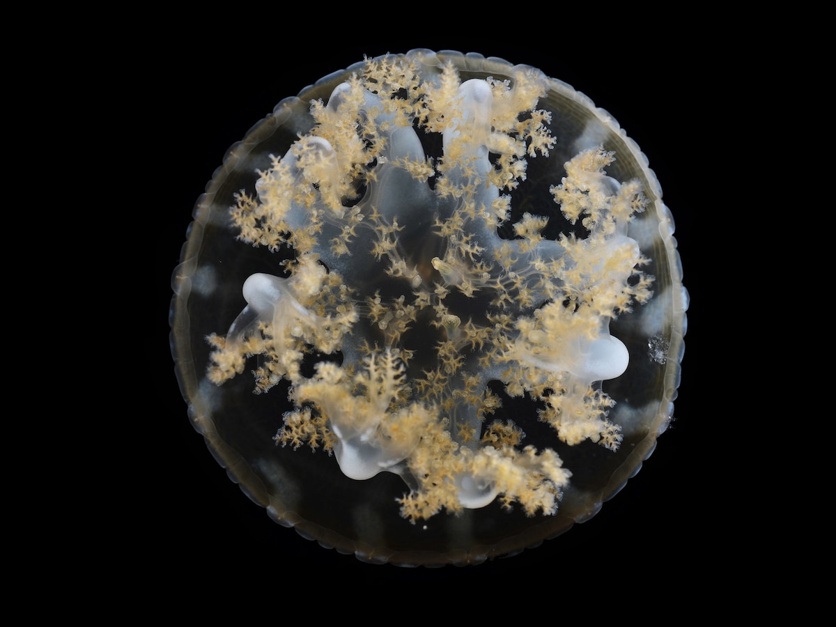 These jellyfish can sting without touching you, thanks to 'mucus grenades'