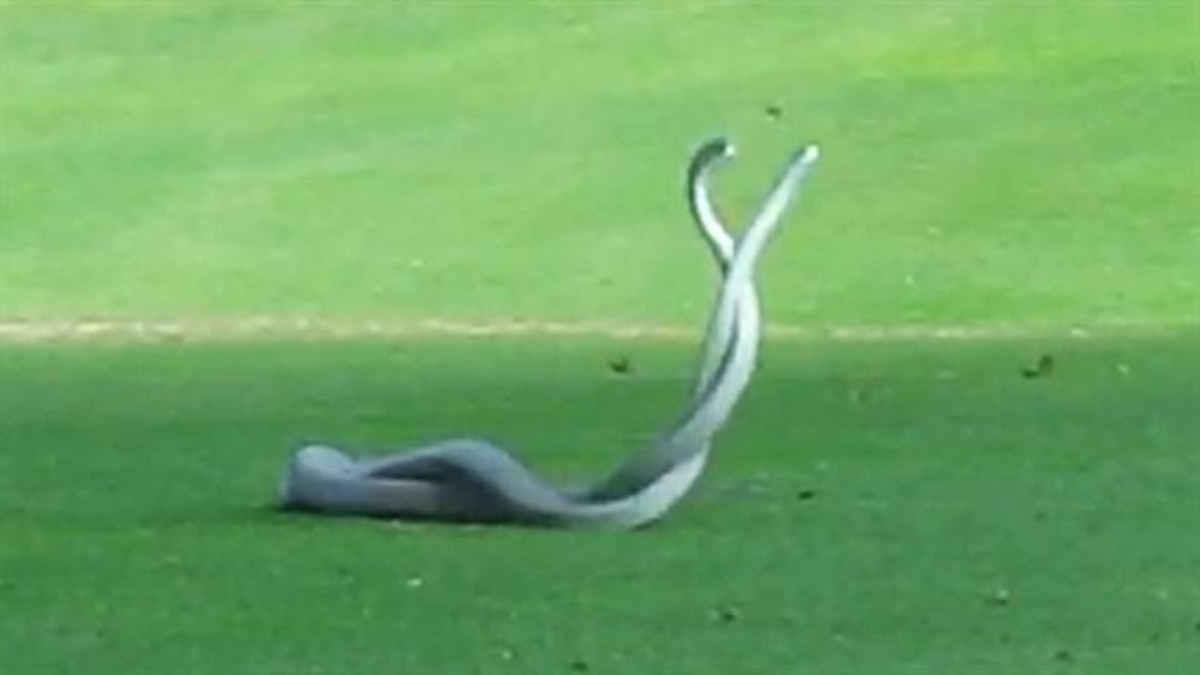 Watch Two of World’s Deadliest Snakes Fight on a Golf Course | National ...