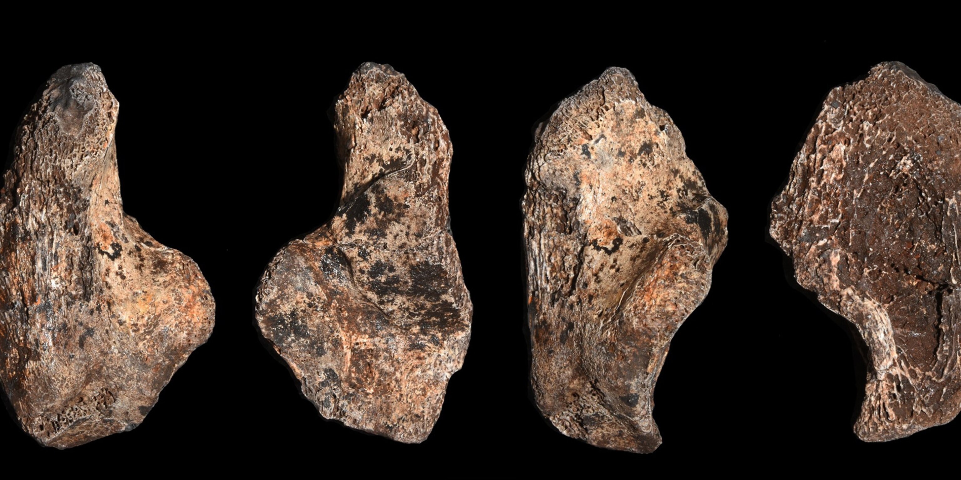 Puzzling skeleton helps reveal how ancient human relative grew up