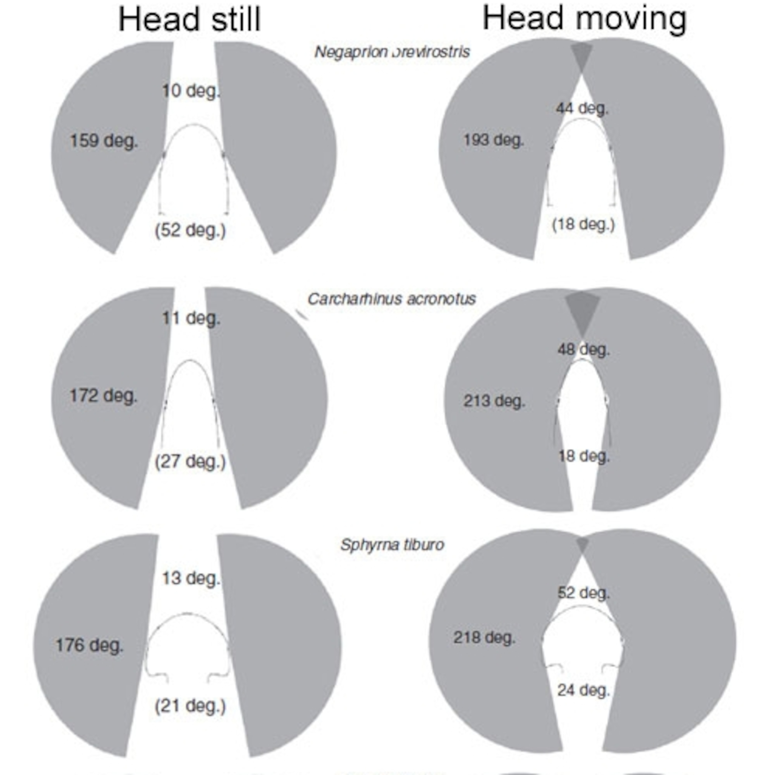 Hammerhead Shark Eyes