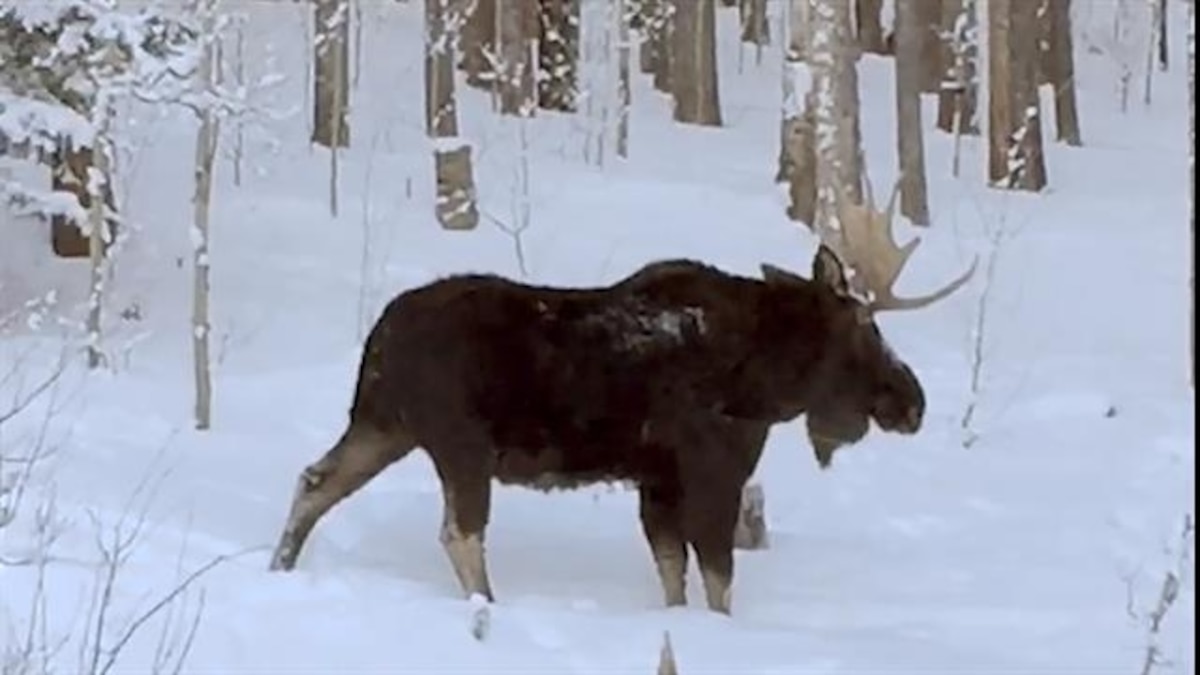 Watch Rare Video of a Moose Shedding an Antler | National Geographic