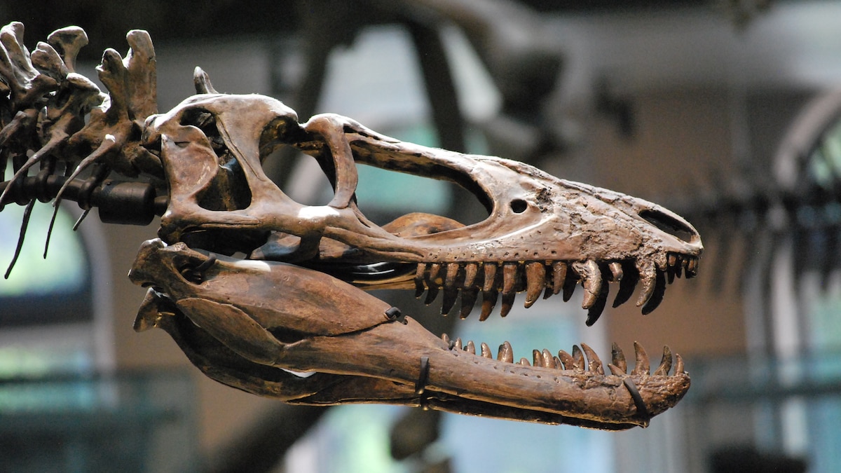 A Clade’s Last Bow | National Geographic