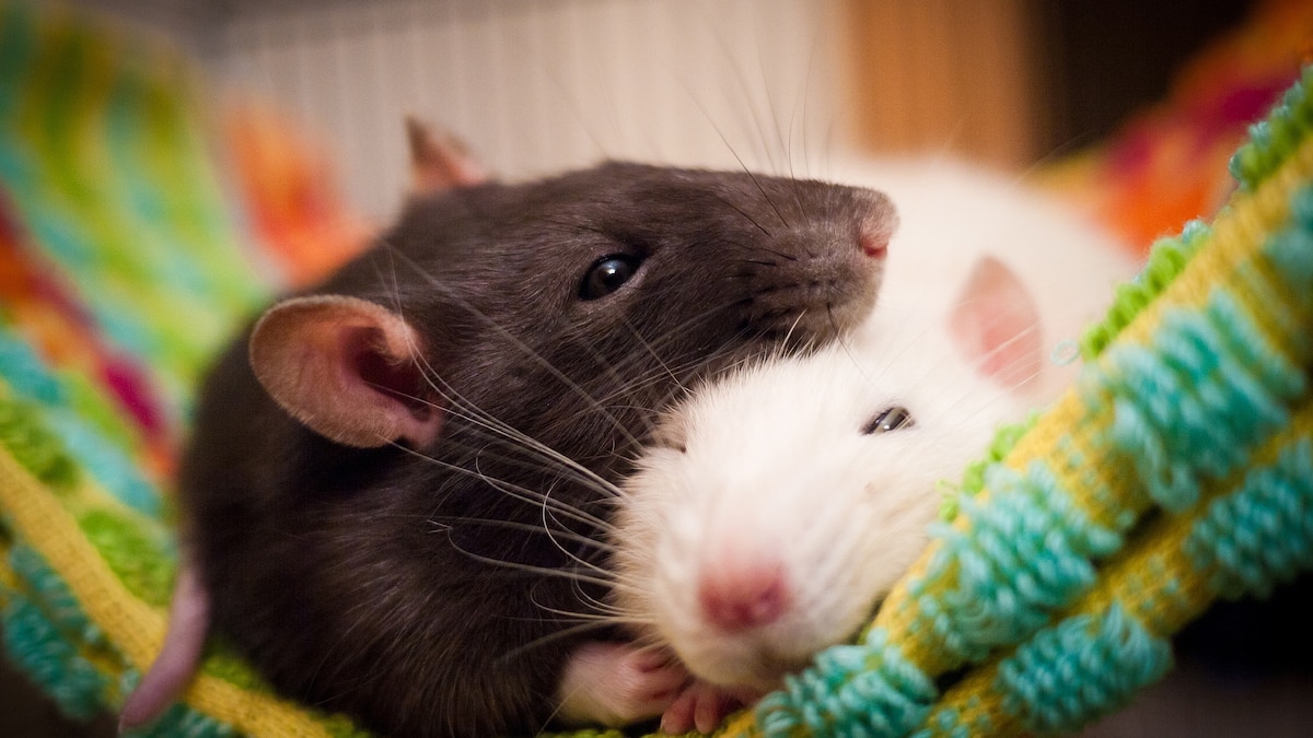 Do Animals Dream? | National Geographic