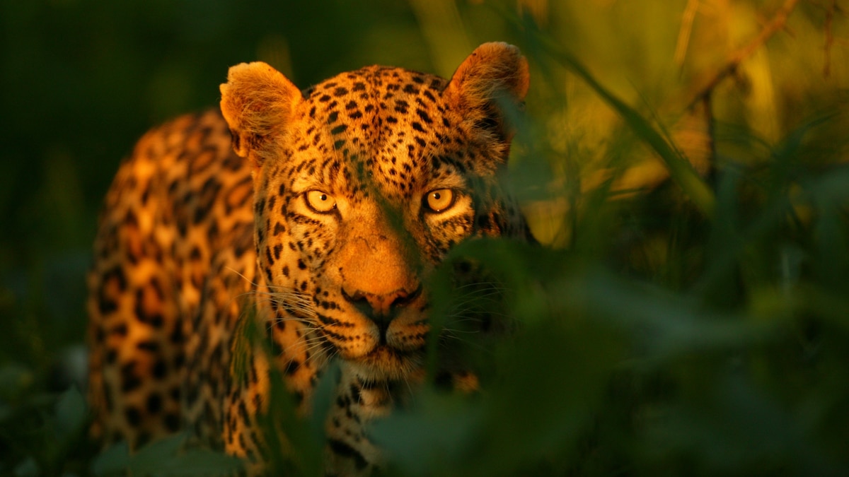 Leopards are the ultimate survivors. Can they endure these growing ...