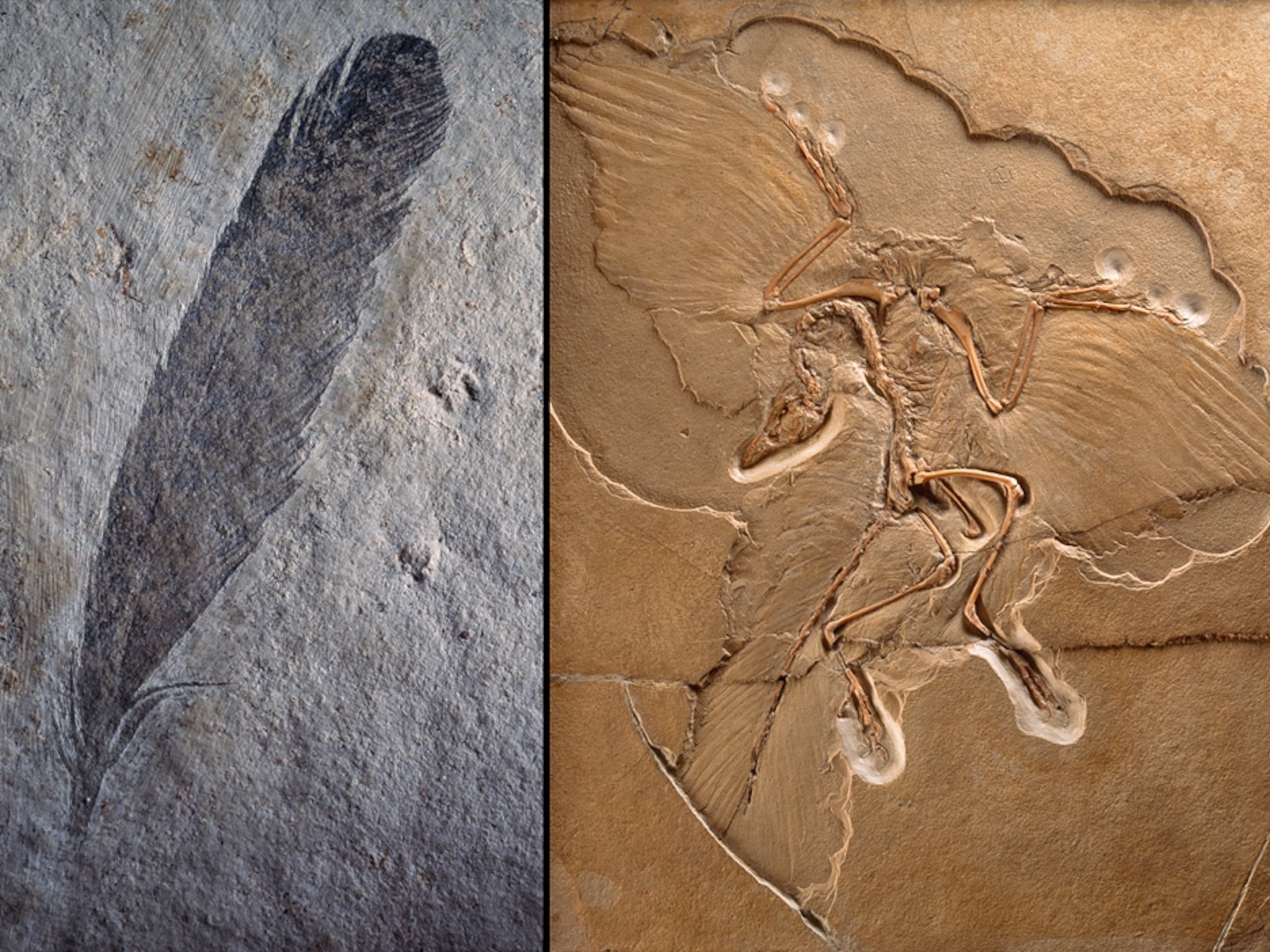 Pictures: Evolution of Dinosaur Art