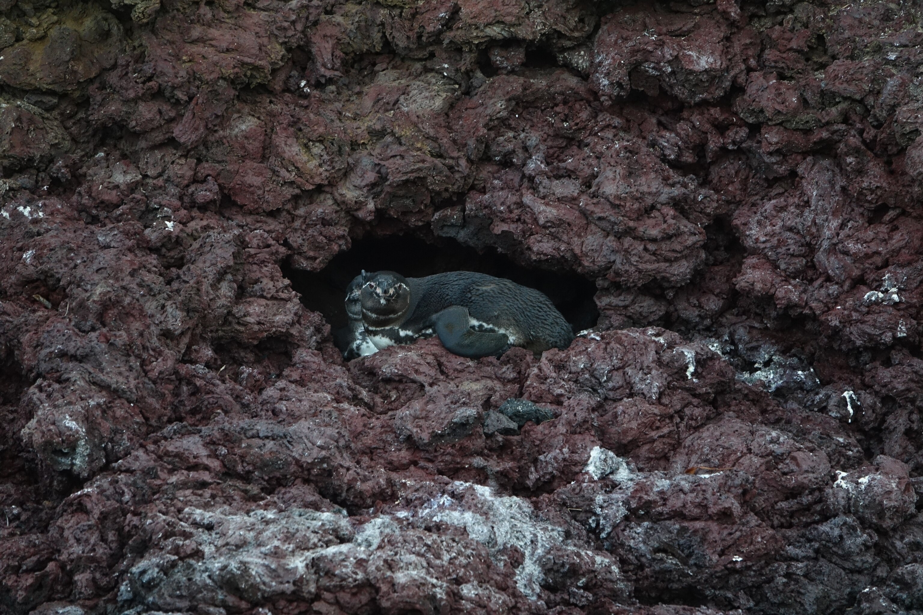 The Galapagos penguin, one of the world's rarest, sees a glimmer of hope