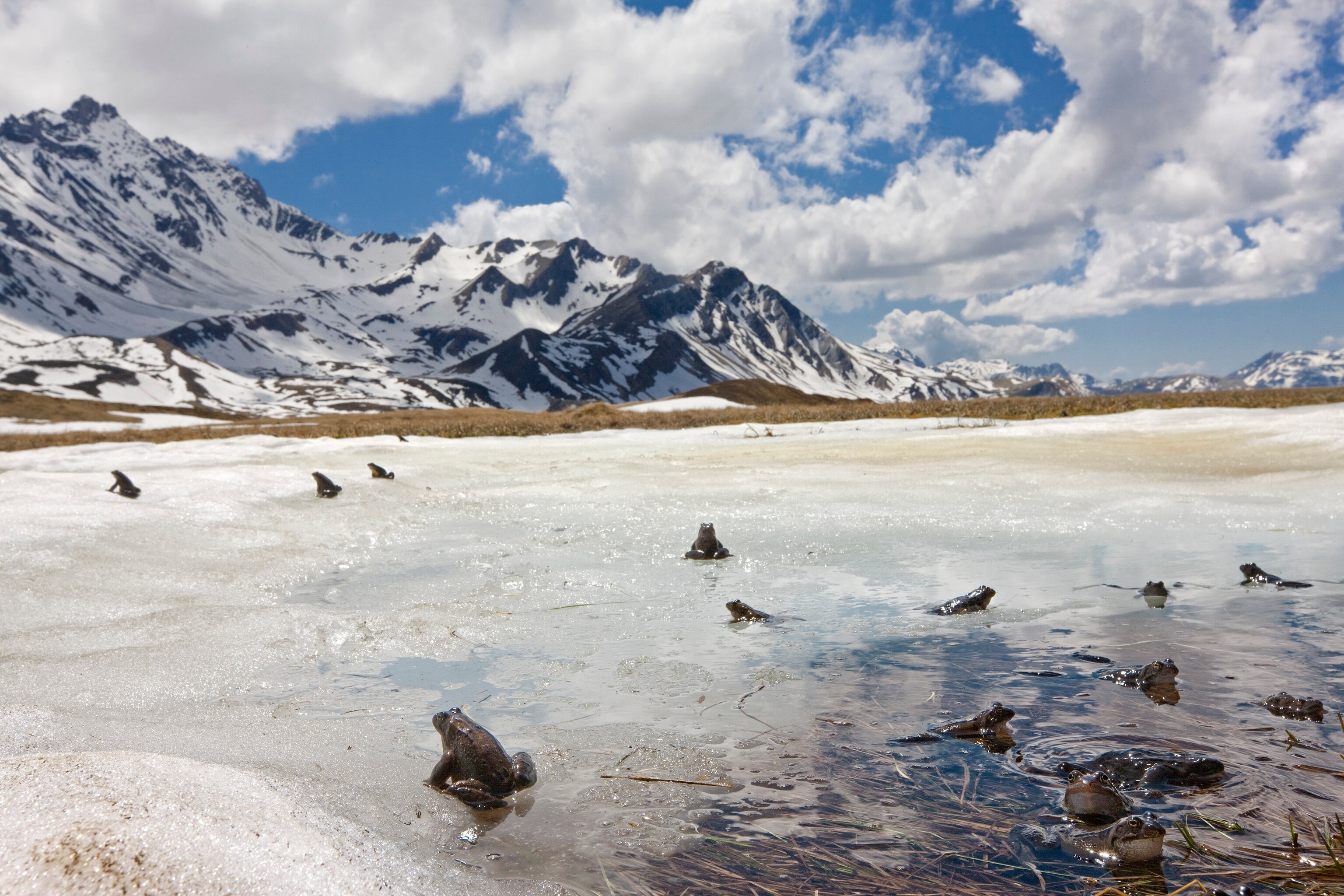 Indomitable Snow Frogs