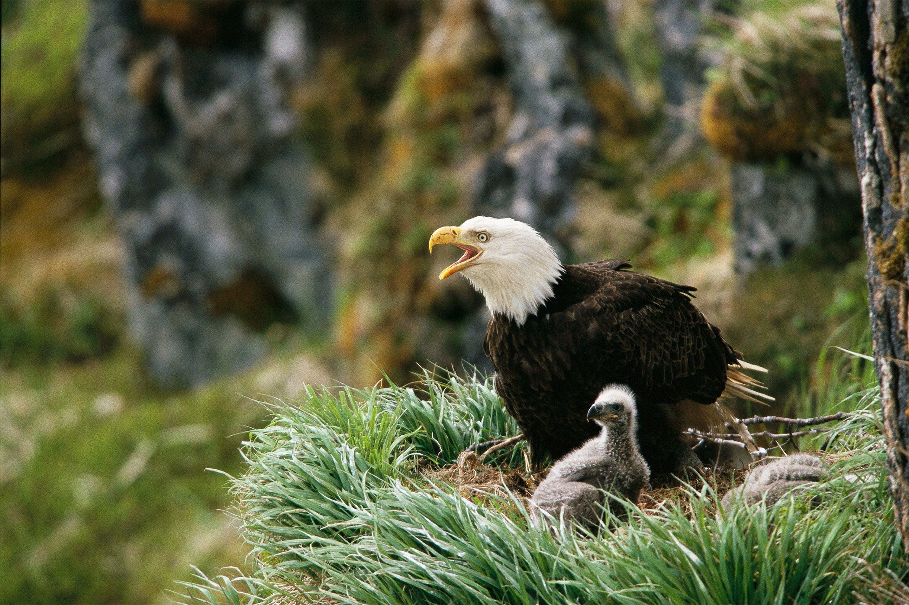 Ferocious Eagle Attack Captured in Slow Motion in Alaska