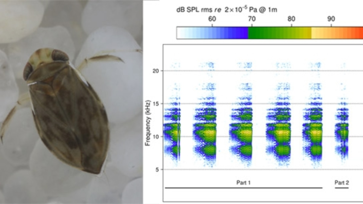 Tiny water insect makes record-breaking song with his penis | National Geographic