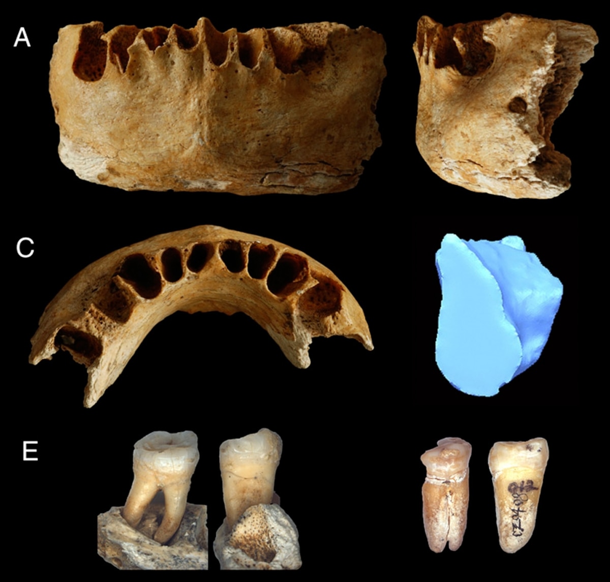 Oldest Modern Human Outside of Africa Found