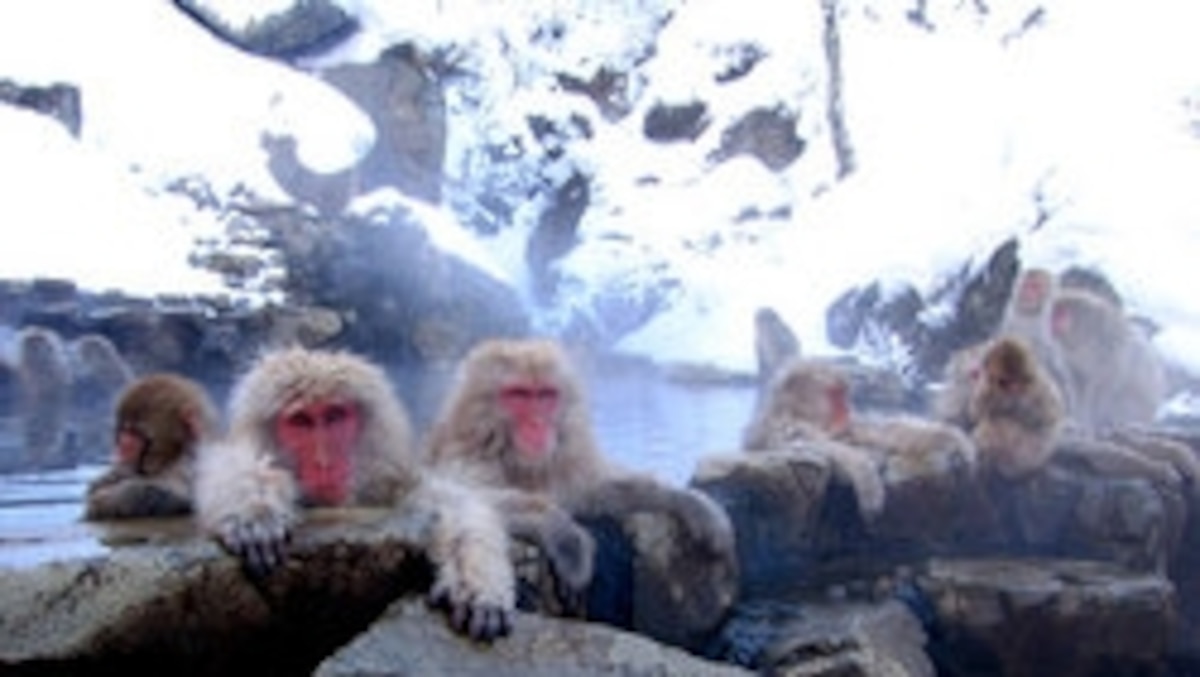 Spa Monkeys | National Geographic