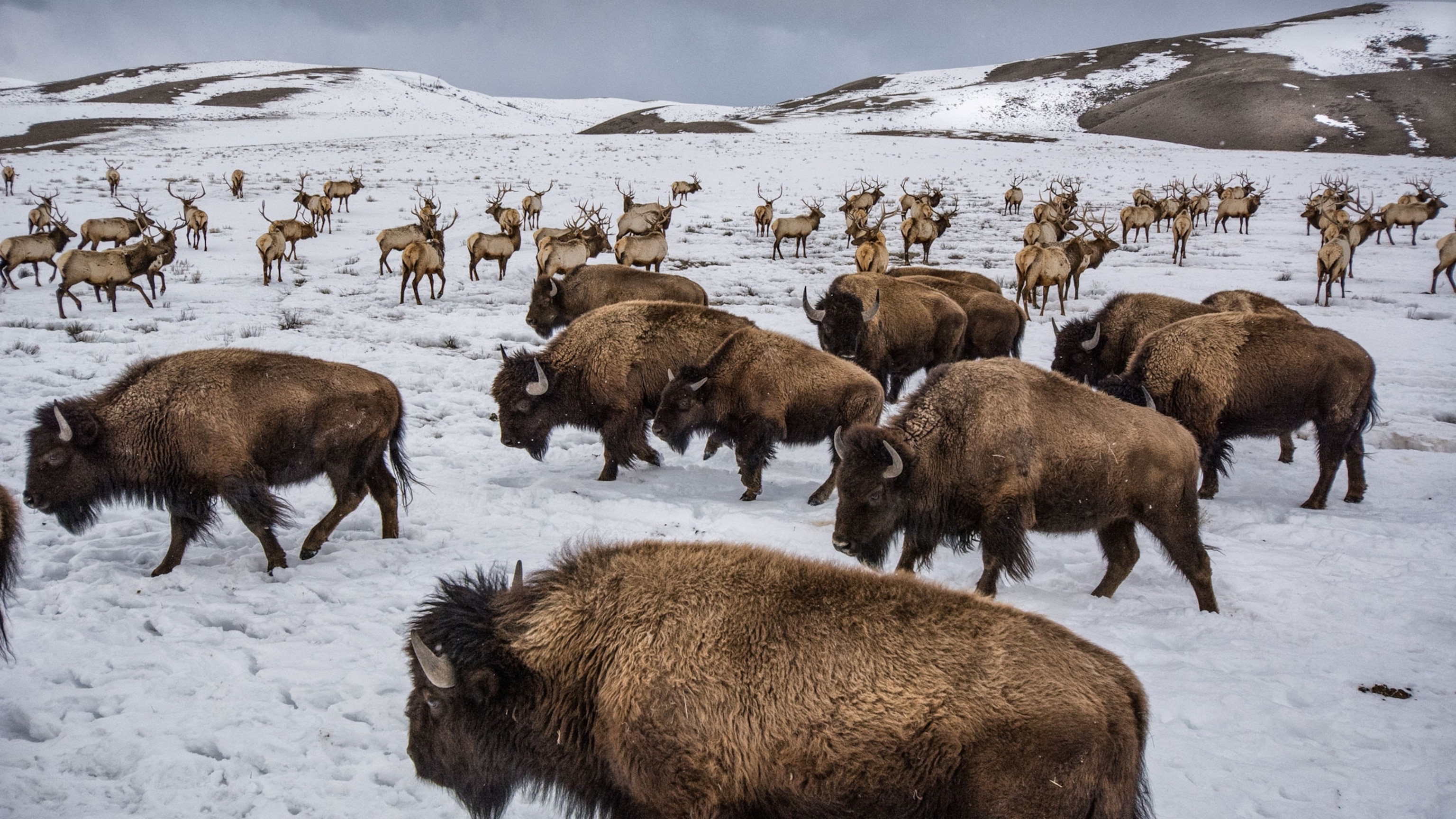 How Ranching and Hunting Shape Protections for Bison and Elk