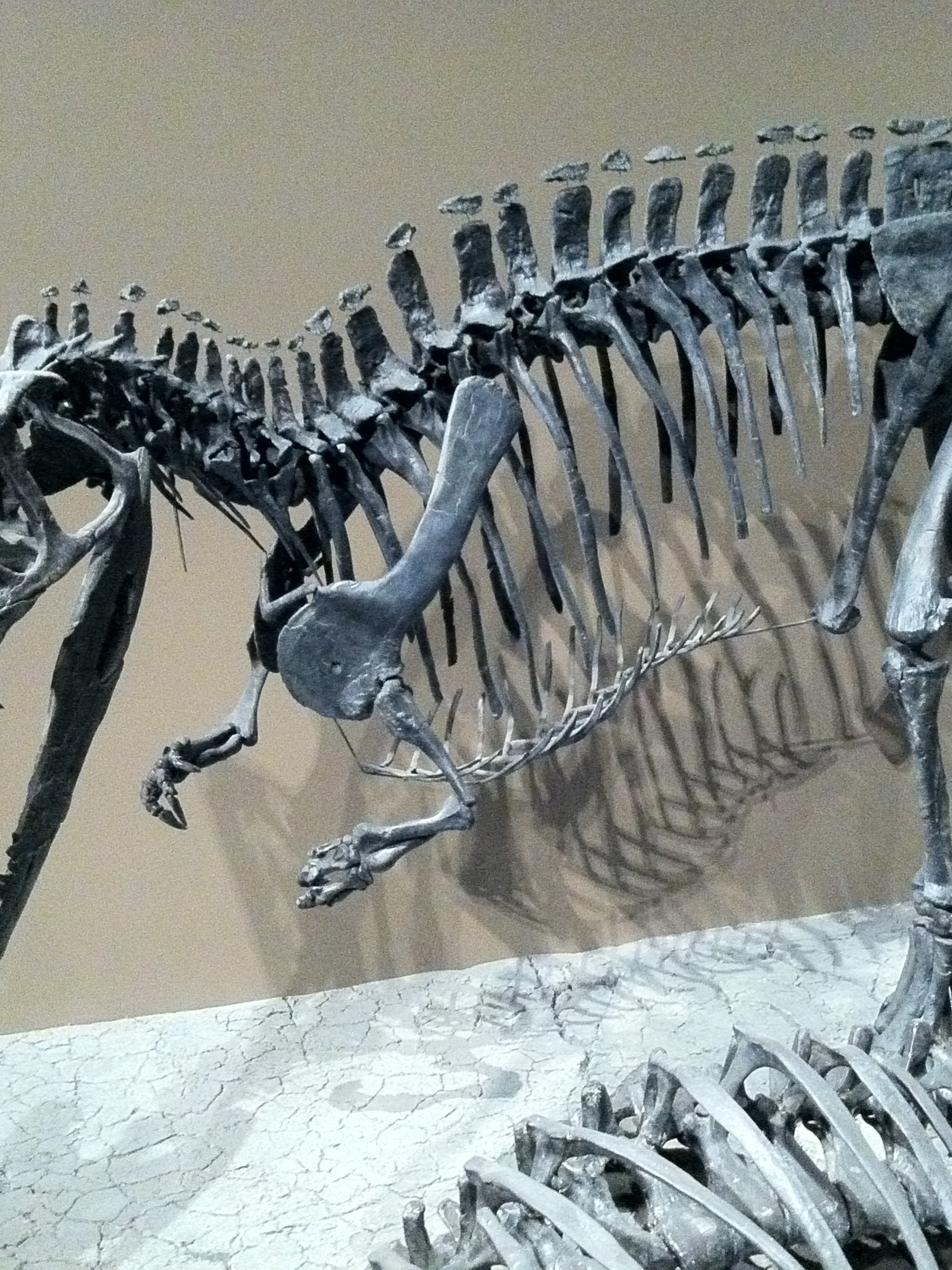 Ceratosaurus Skeleton