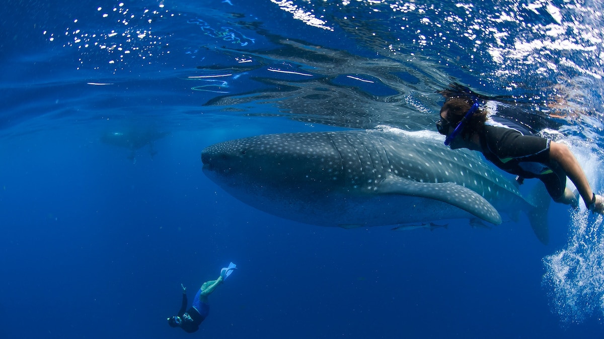 5 Ways Regular People Are Tracking Wildlife With Personal Tech ...