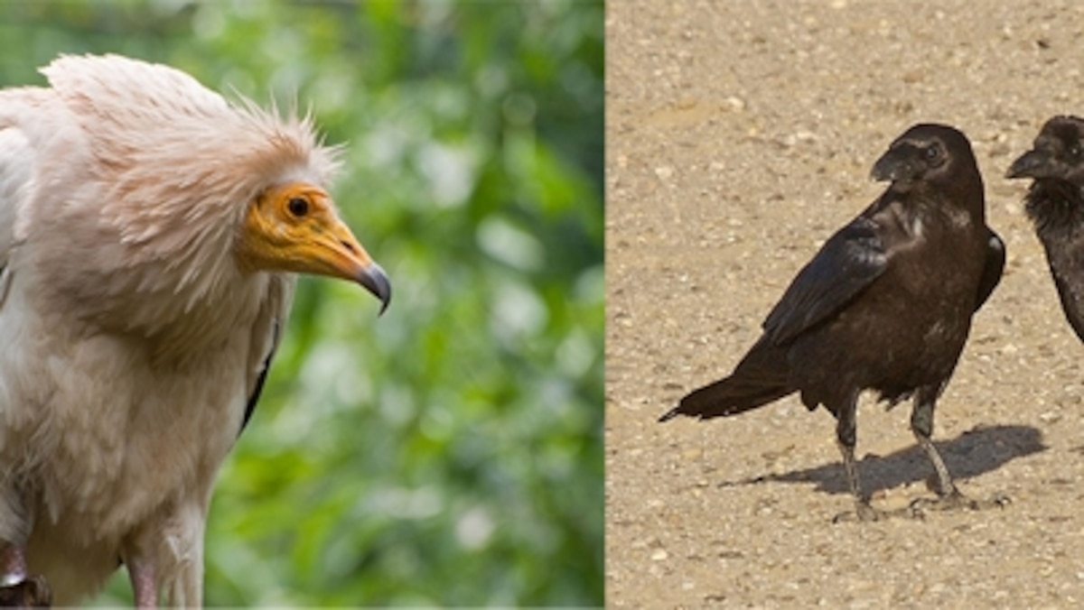 Vultures use tools. Ravens use vultures. Vultures are tools | National ...