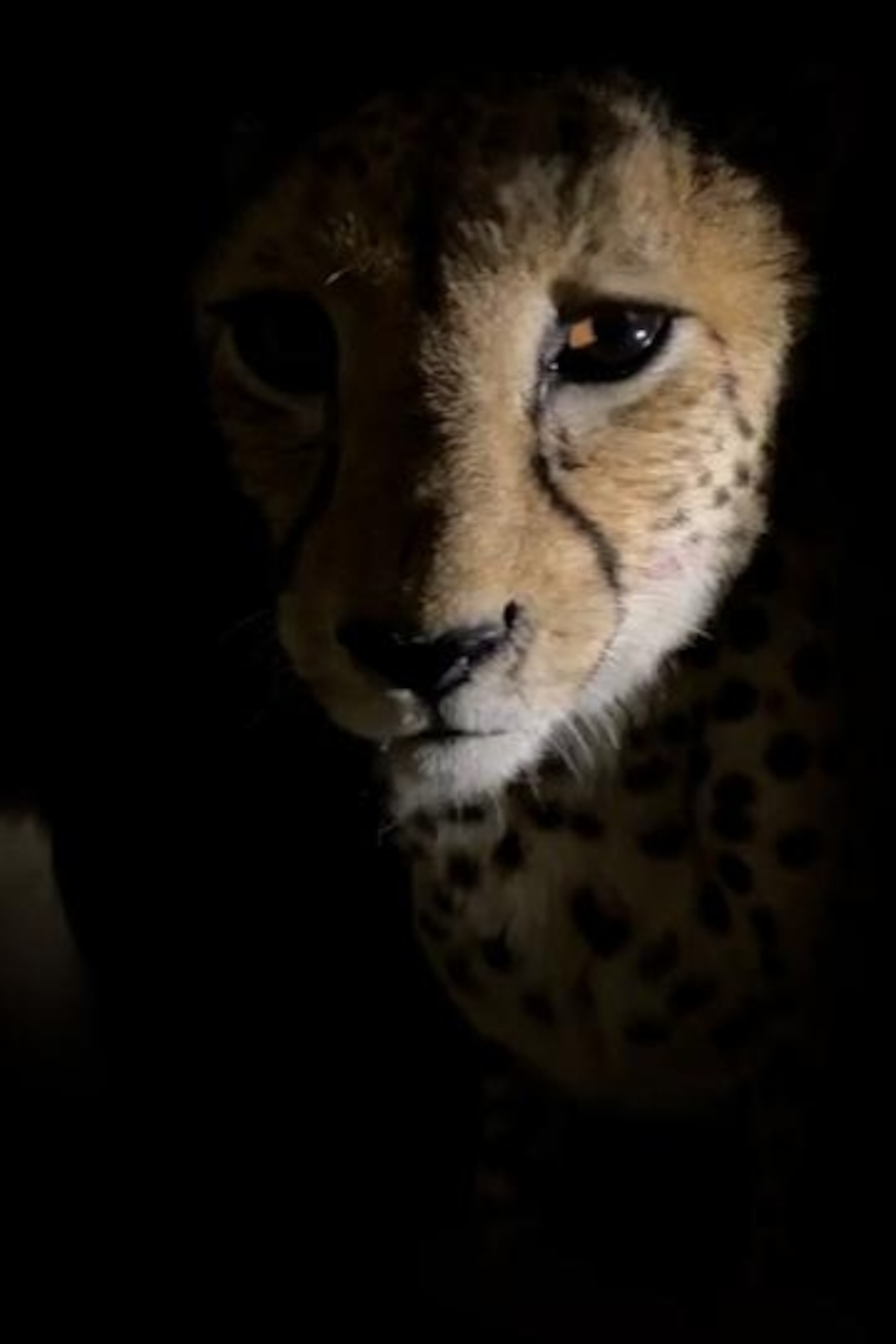 Supreme Cheetah Wallpaper