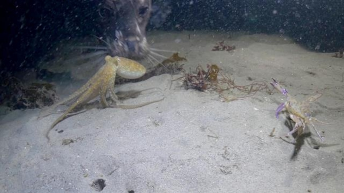This Battle Between an Octopus and a Crab Has a Surprising Twist ...
