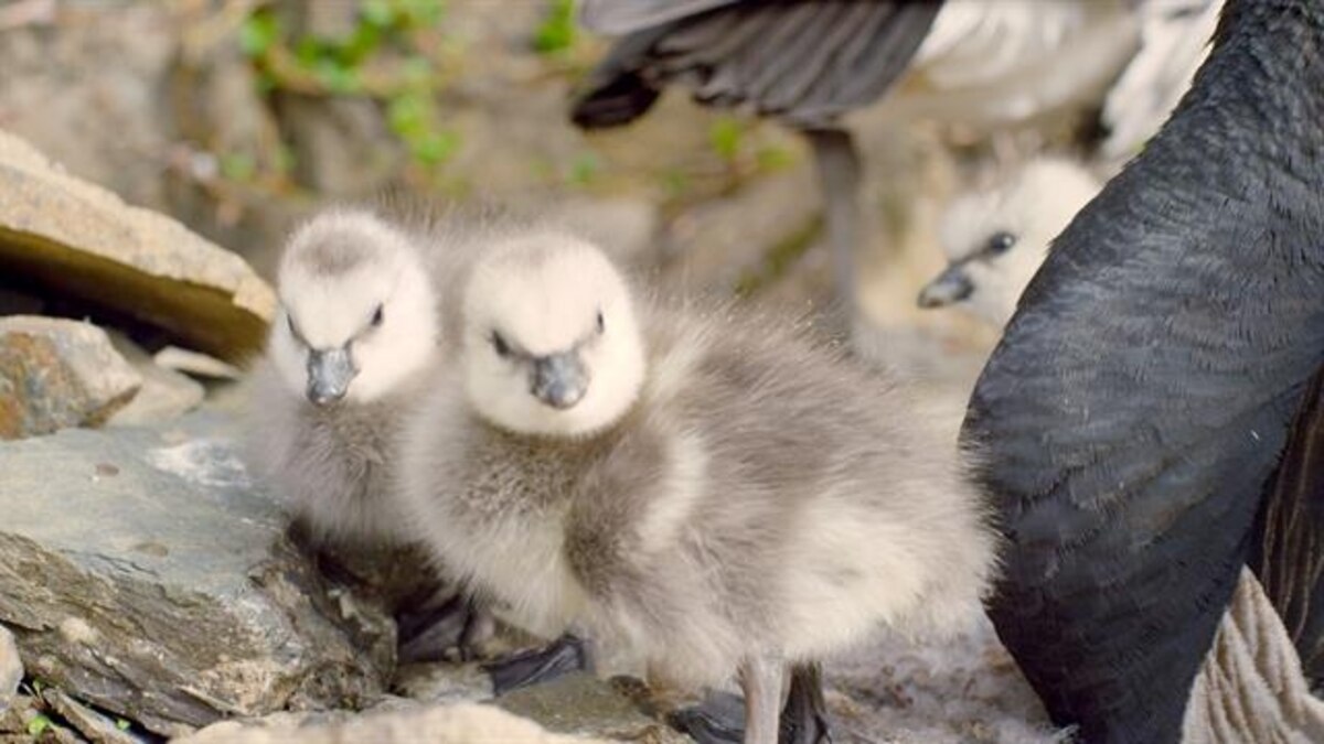 Why day-old geese jump off cliffs—and how some survive
