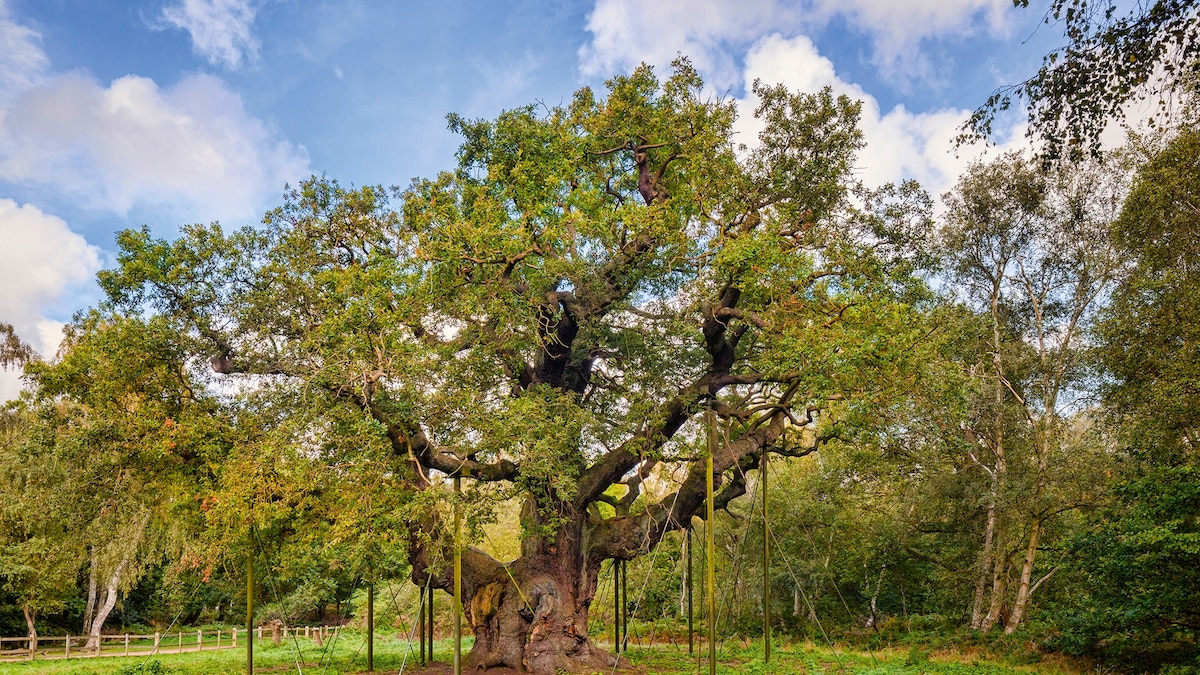 How to plan a weekend in Sherwood Forest, Nottingham | National Geographic