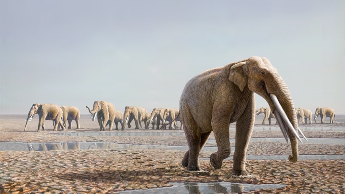 Pictures: Prehistoric Elephant Tracks Reveal Early Behaviors | National ...